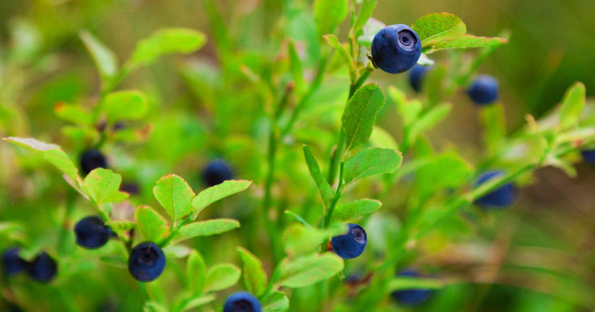 What Are Bilberries? A Complete Guide to This Superfood – LOOV