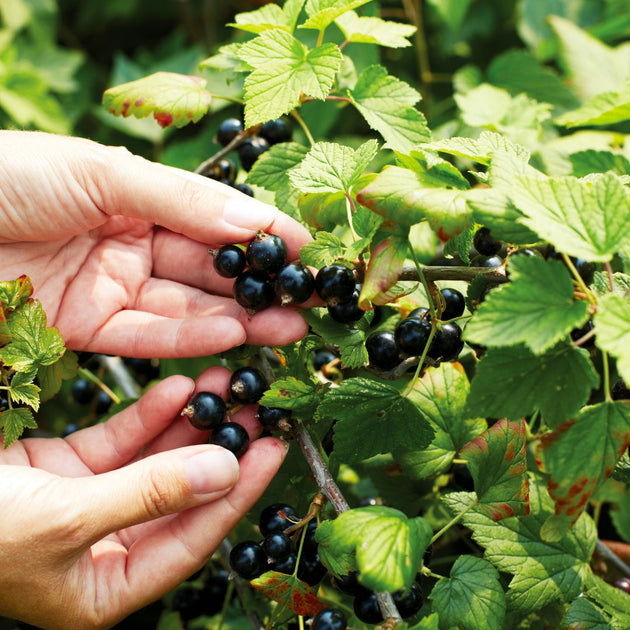 Blackcurrant Juice: The Purple Powerhouse and Superfood in a Glass! – LOOV