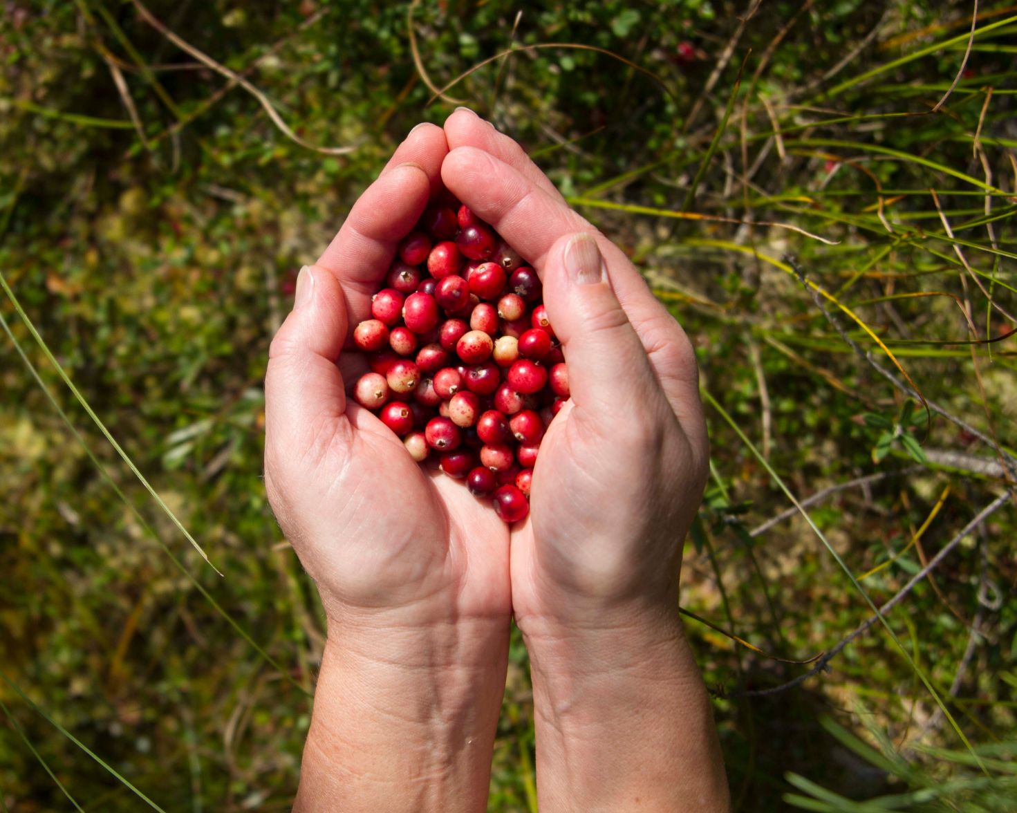 Cranberry Powder | Wild Cranberries | LOOV Organic